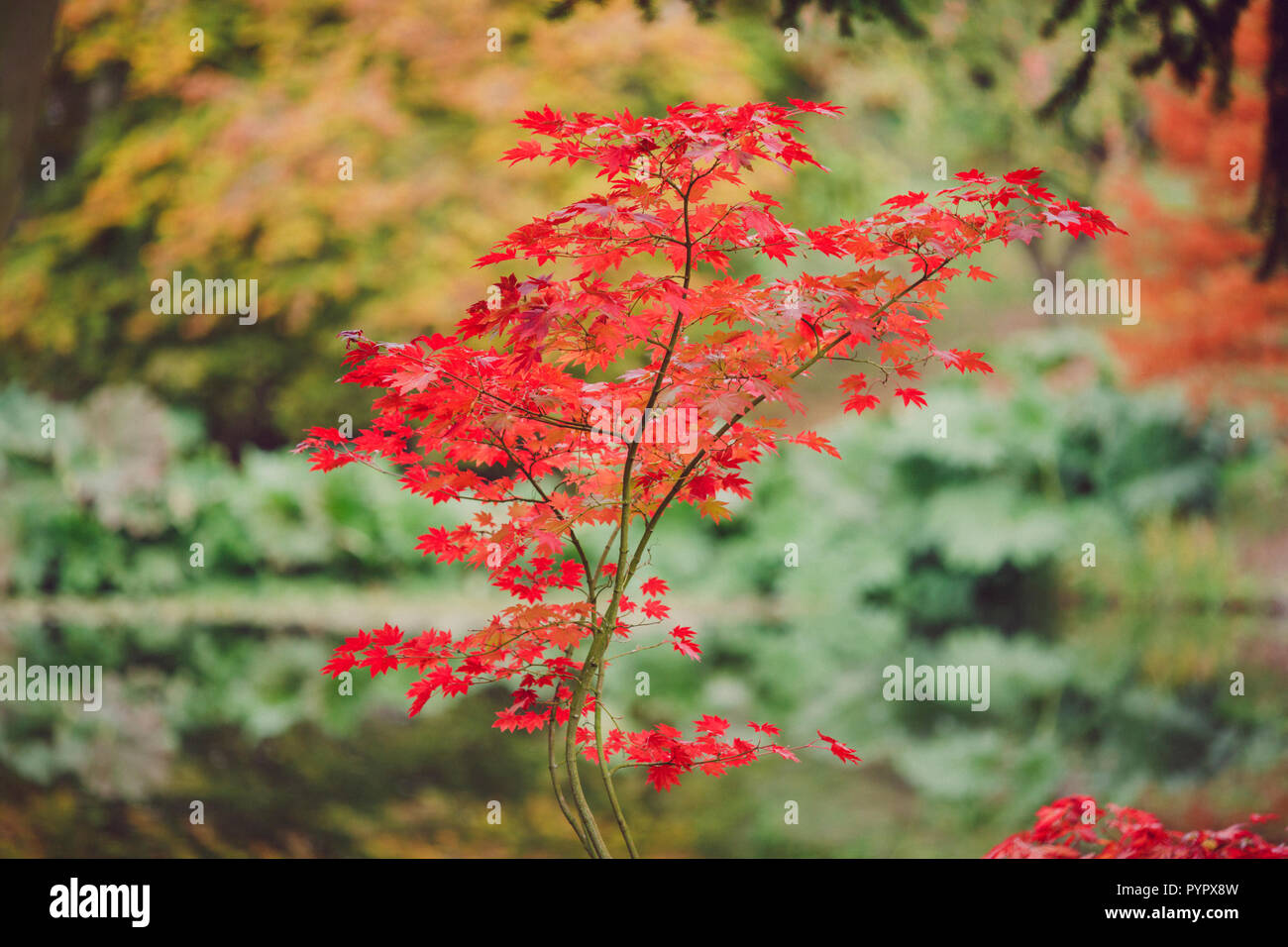 Japanese maple autumn leaves hi-res stock photography and images - Alamy