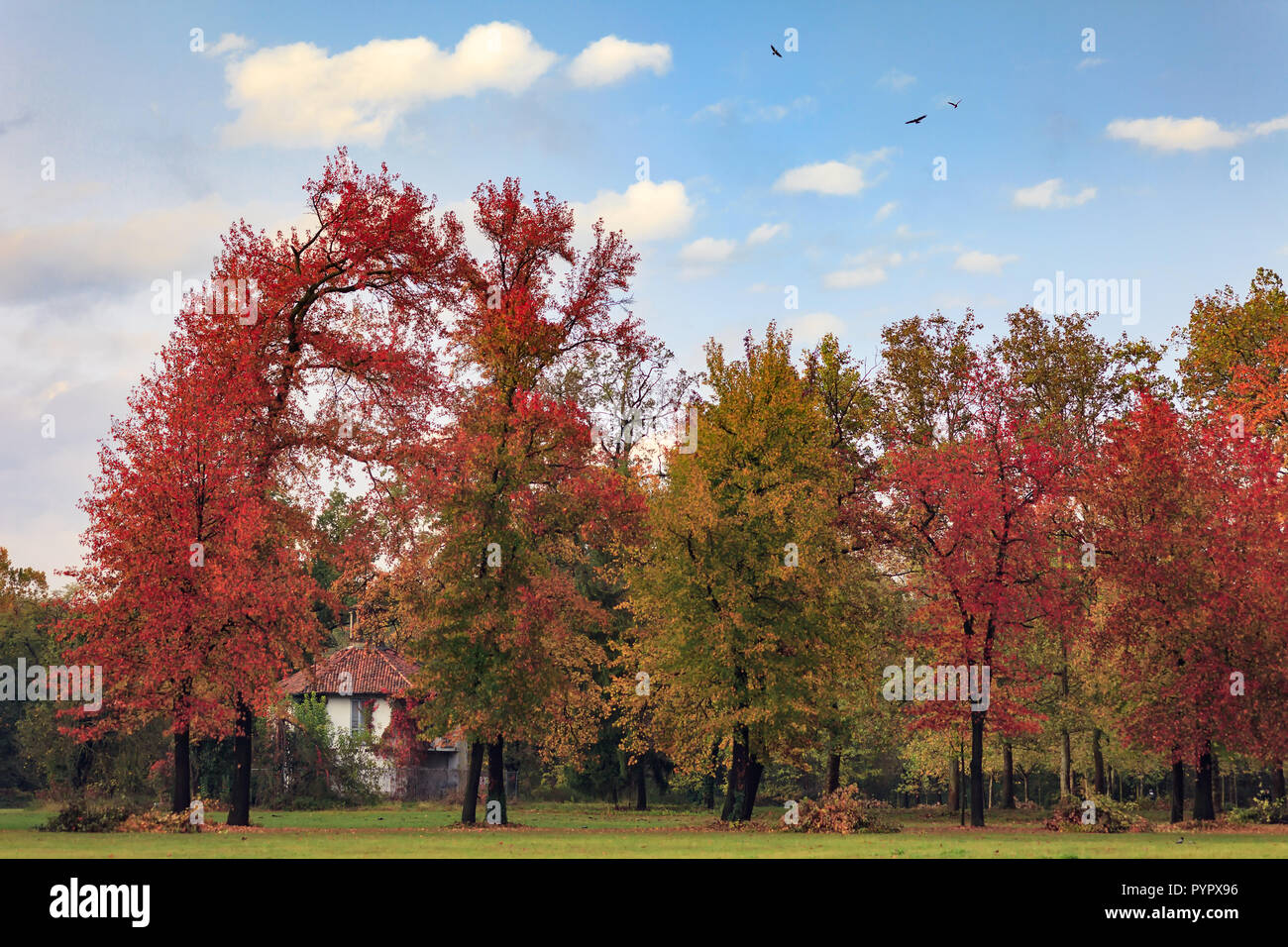 Autumn Trees Fall Foliage surrounding an abandoned white house, Park of ...