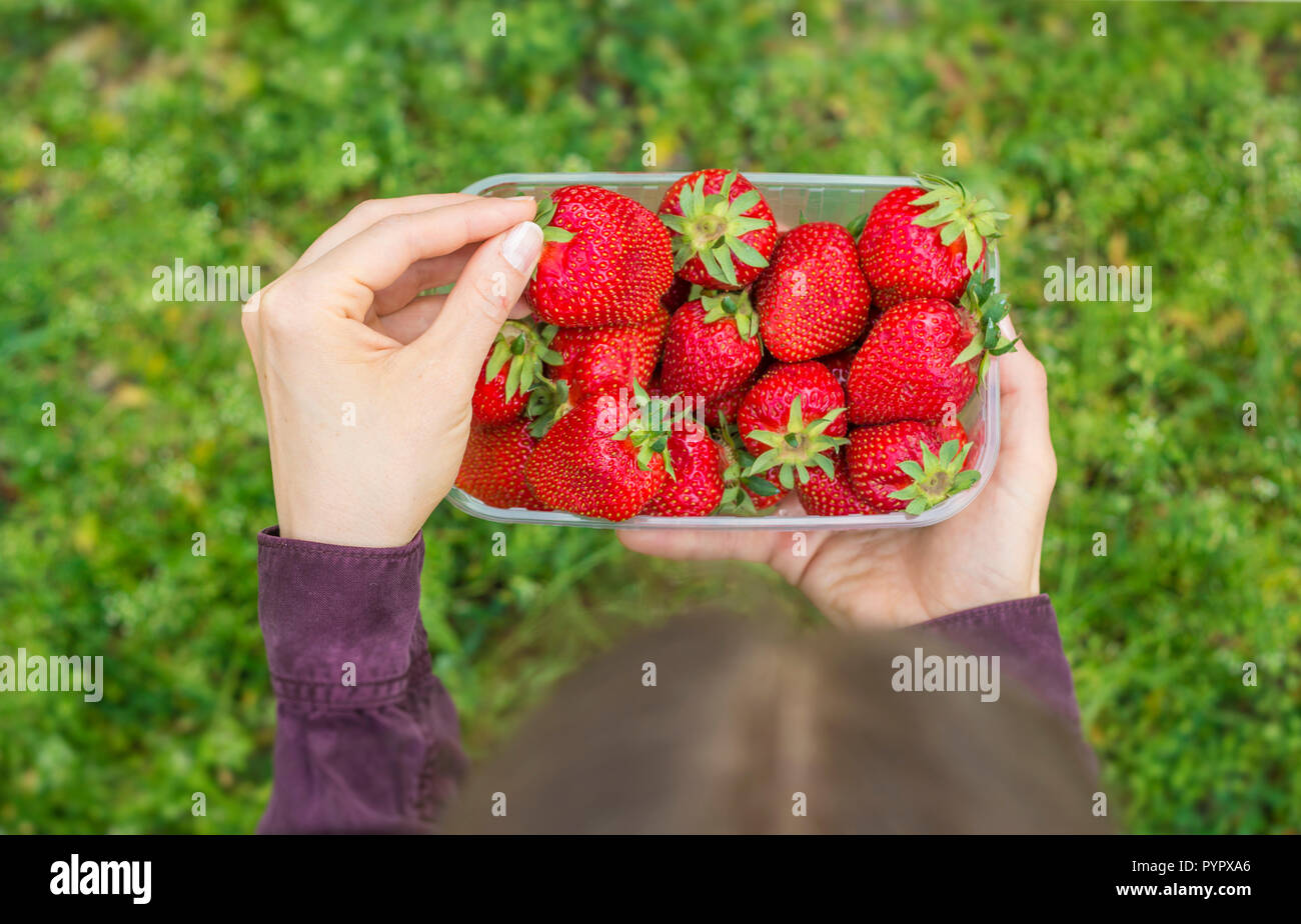 Strawberries in hand Stock Photo - Alamy