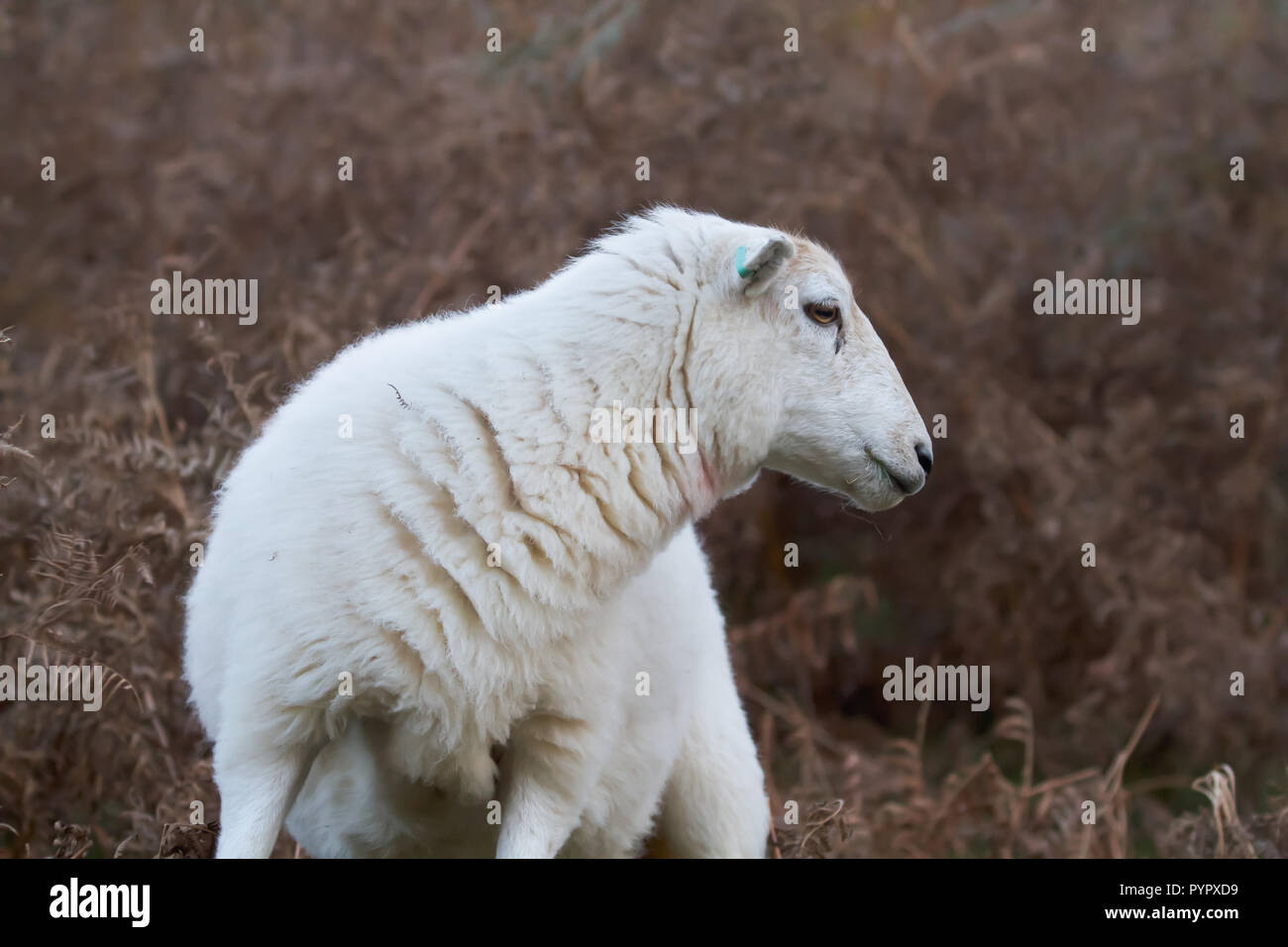 Branded sheep hi-res stock photography and images - Alamy