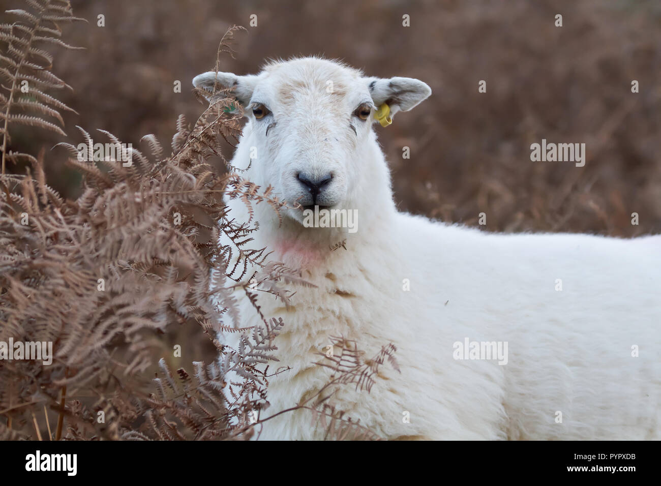 Branded sheep hi-res stock photography and images - Alamy