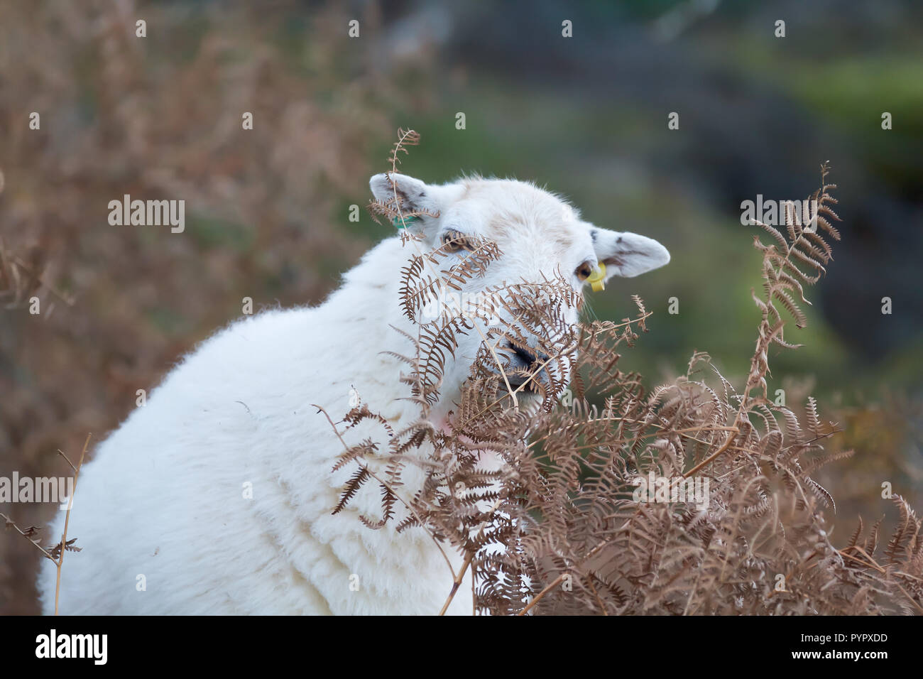 Branded sheep hi-res stock photography and images - Alamy