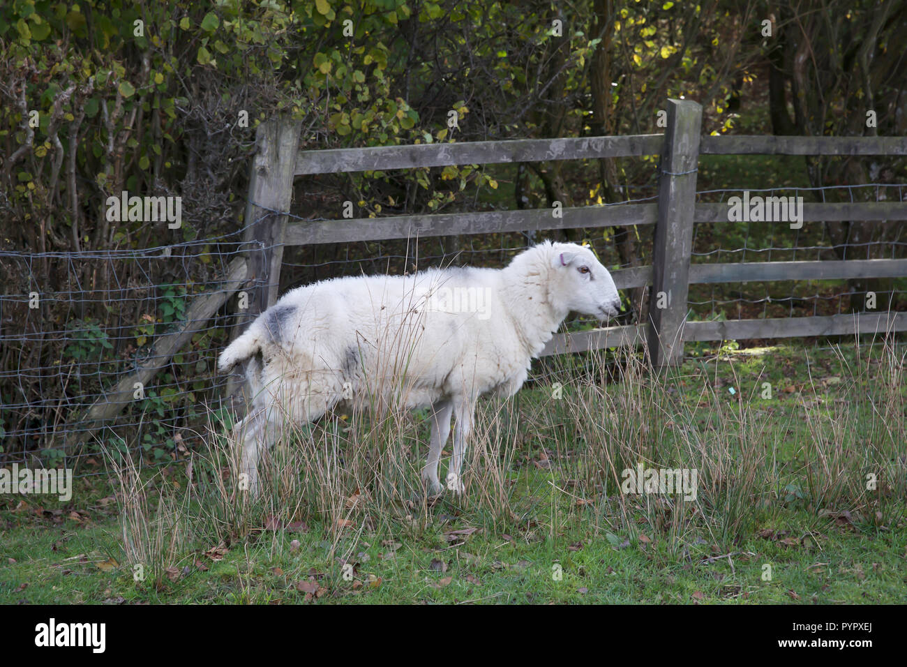 Branded sheep hi-res stock photography and images - Alamy
