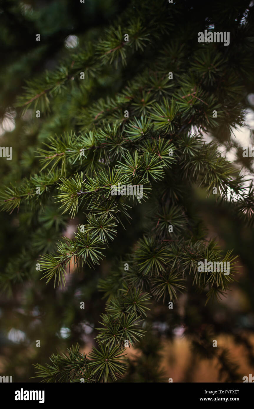 Evergreen Tree Branches High Resolution Stock Photography and Images ...