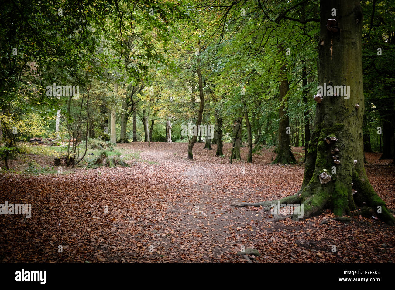 Autumnal scenes in Judy Woods, Wyke, Bradford, West Yorkshire, England ...