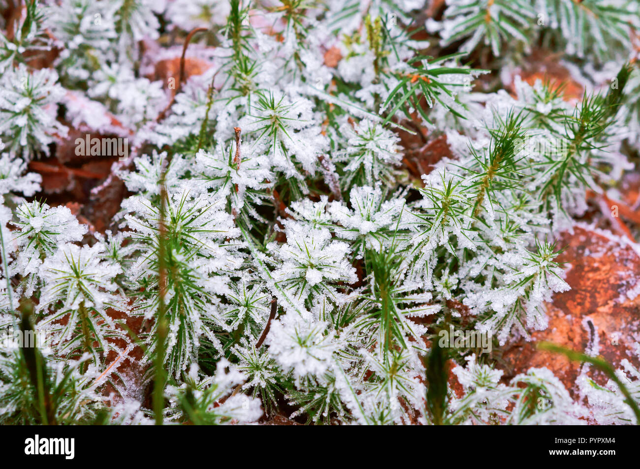 Frost moss grass hi-res stock photography and images - Alamy