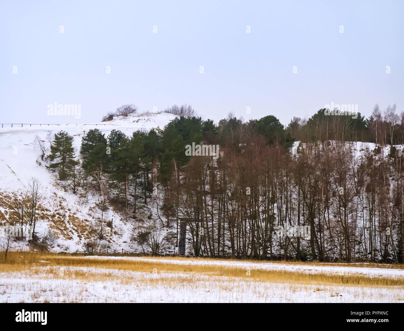 snow-covered forest slope, pine trees grow on the hill Stock Photo - Alamy