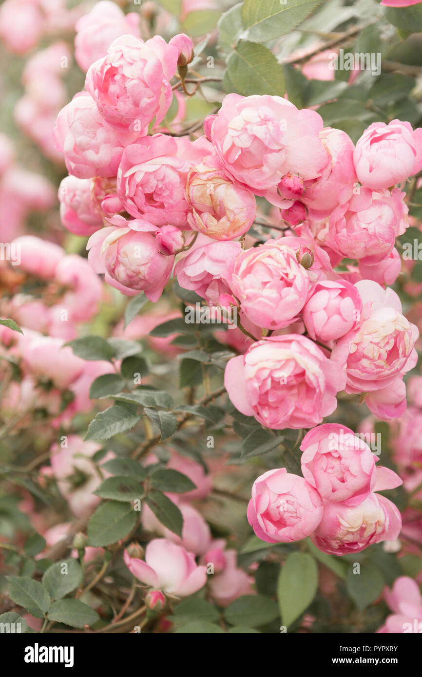 Gentle pink roses blossom Stock Photo - Alamy