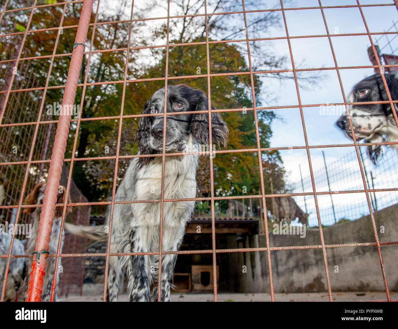 Hunting dog in a cage Stock Photo - Alamy