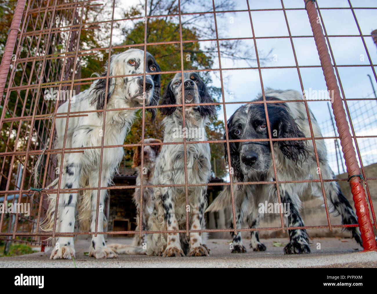 Canine restriction hi-res stock photography and images - Alamy