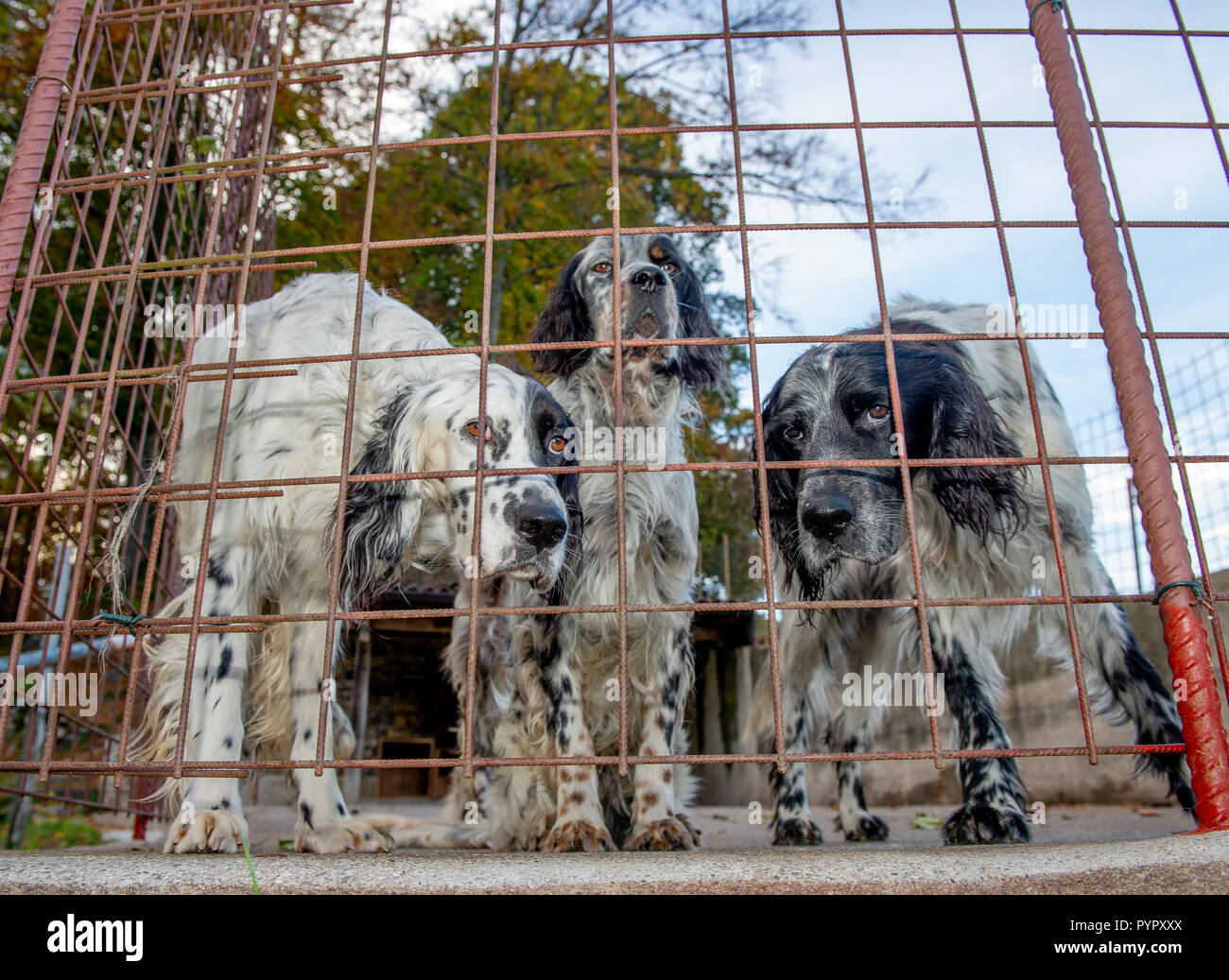 Hunting dog in a cage Stock Photo - Alamy