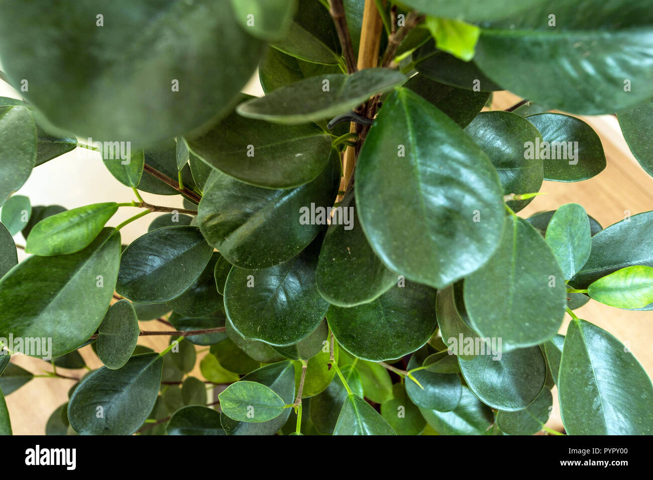 close-up of Green leaf pattern, house plant modern design Stock Photo ...