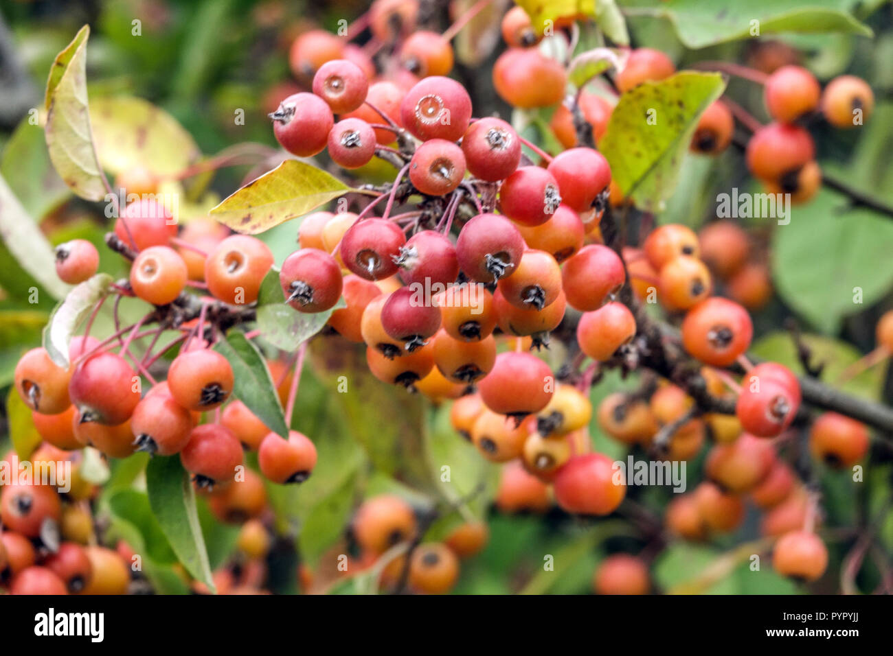 Pom fruit hi-res stock photography and images - Alamy