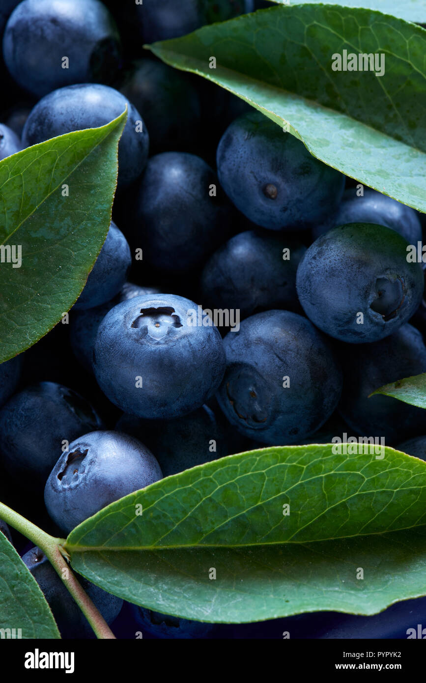 A macro image of a blueberry in a bunch with green leaf creating color ...