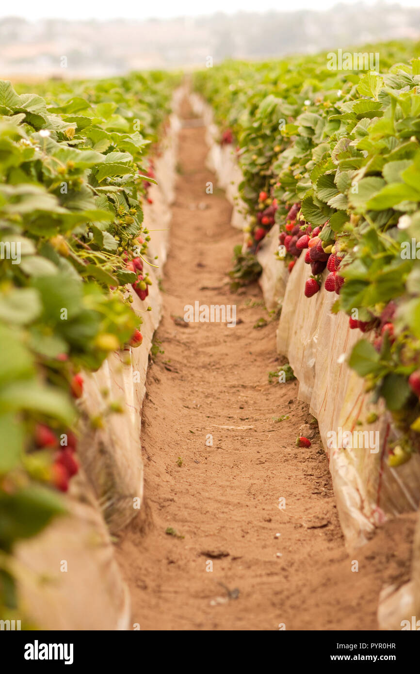 Patch image hi-res stock photography and images - Alamy