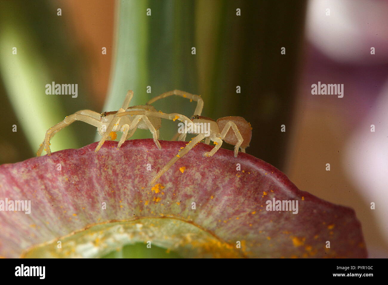 Garden Spiders High Resolution Stock Photography and Images - Alamy