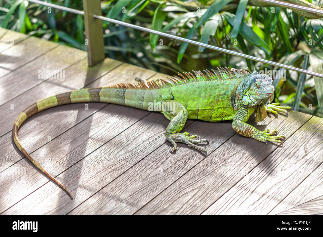 A green smiling big iguana is lying on a wood walkway in a zoo park and ...