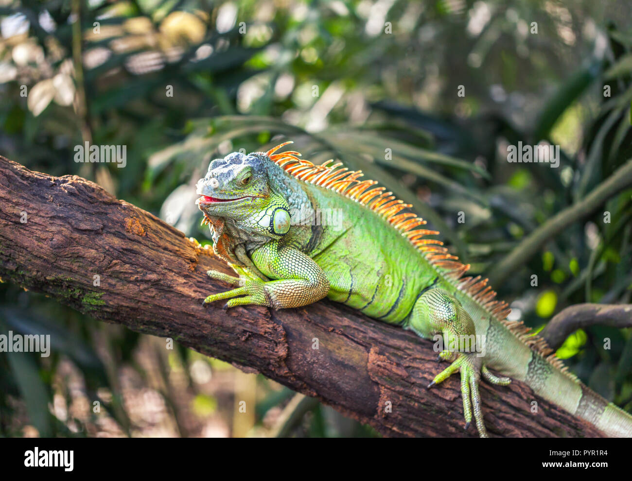 A green smiling big iguana is lying on a tree branch in a tropical ...