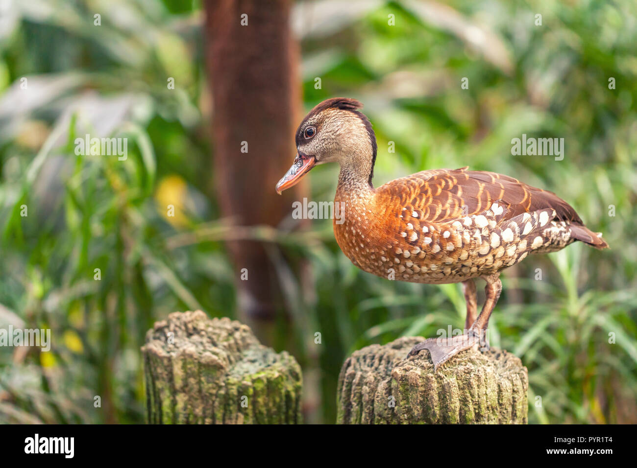 The whistling ducks or tree ducks brown color with white spots standing ...