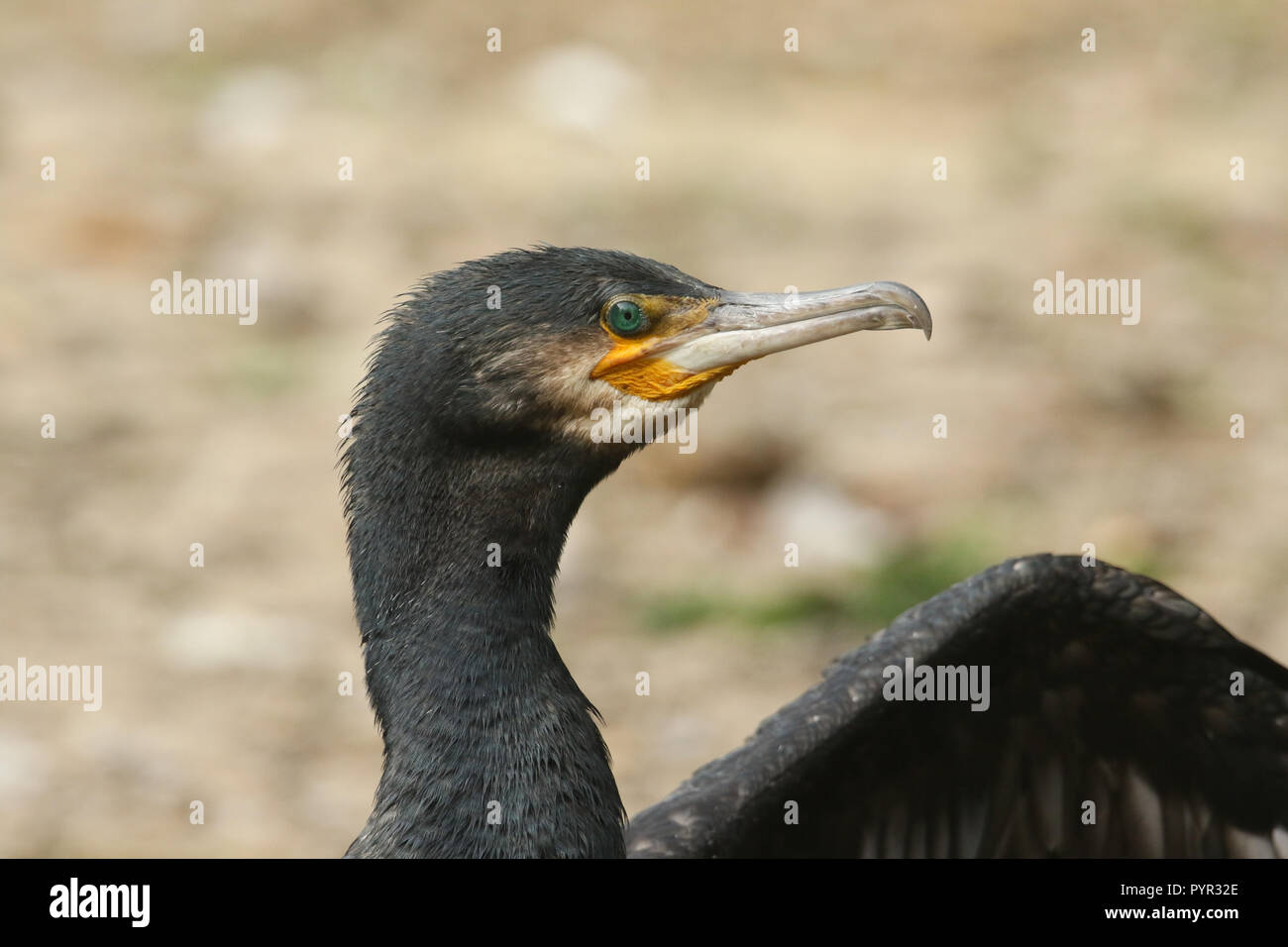 A head shot of a pretty Cormorant (Phalacrocorax carbo) with wings wide ...