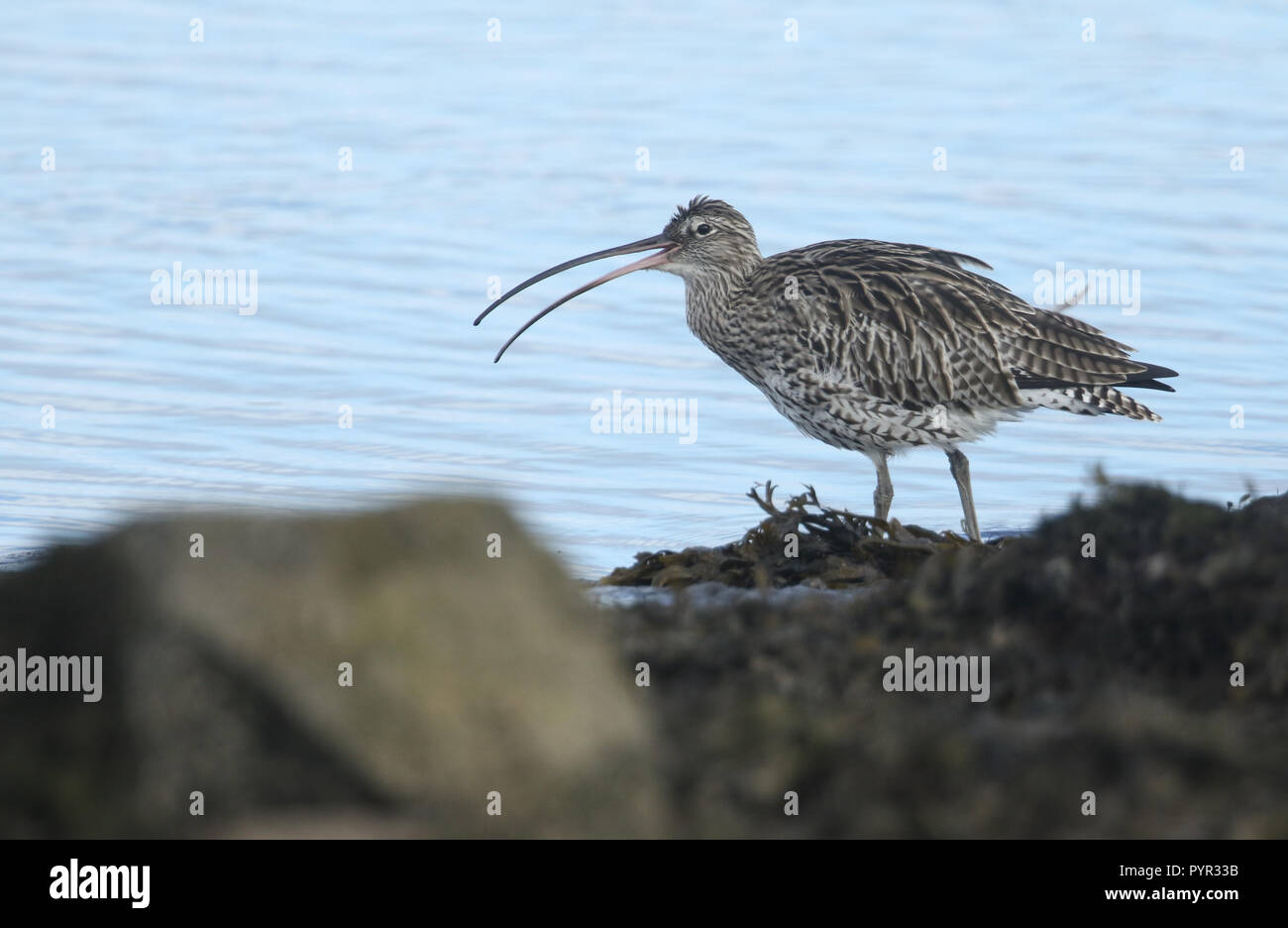 Curlew Beak Stock Photos & Curlew Beak Stock Images - Alamy