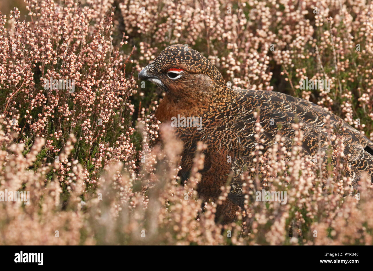 Stunning red grouse lagopus feeding hi-res stock photography and images ...