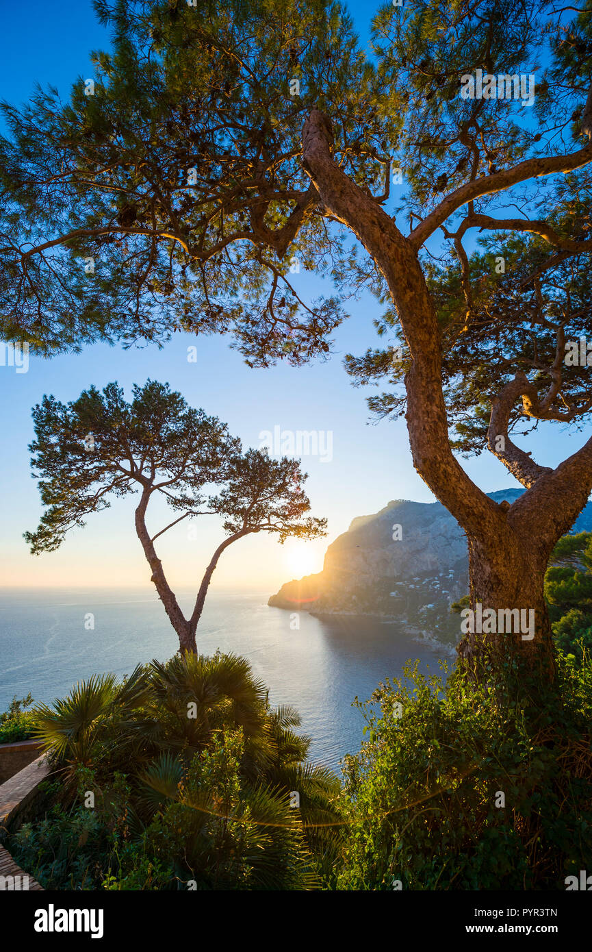 Bright scenic sunset view through iconic umbrella pine trees of the ...