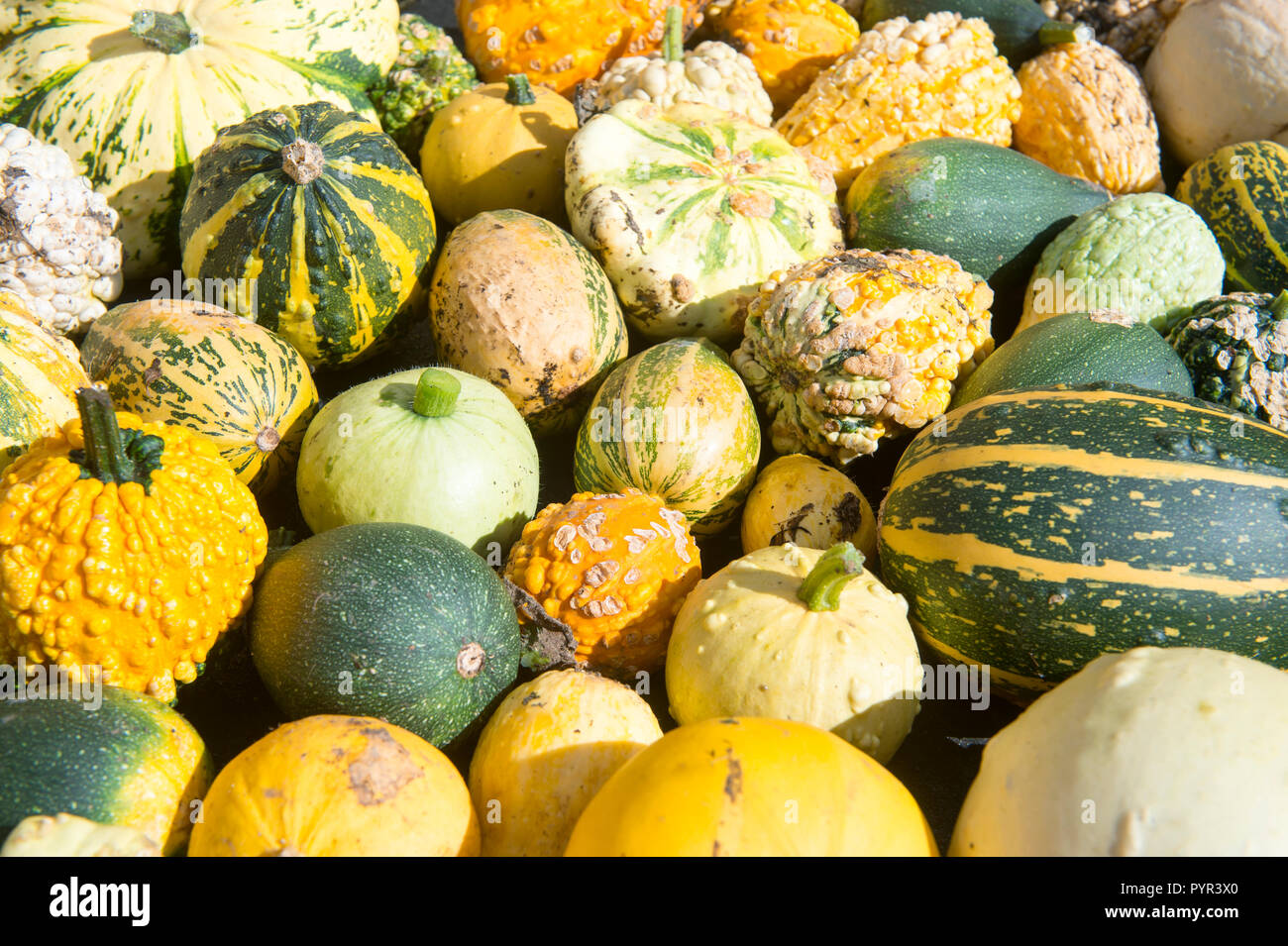 Autumn gourds in a variety of colors, textures and patterns piled in a ...