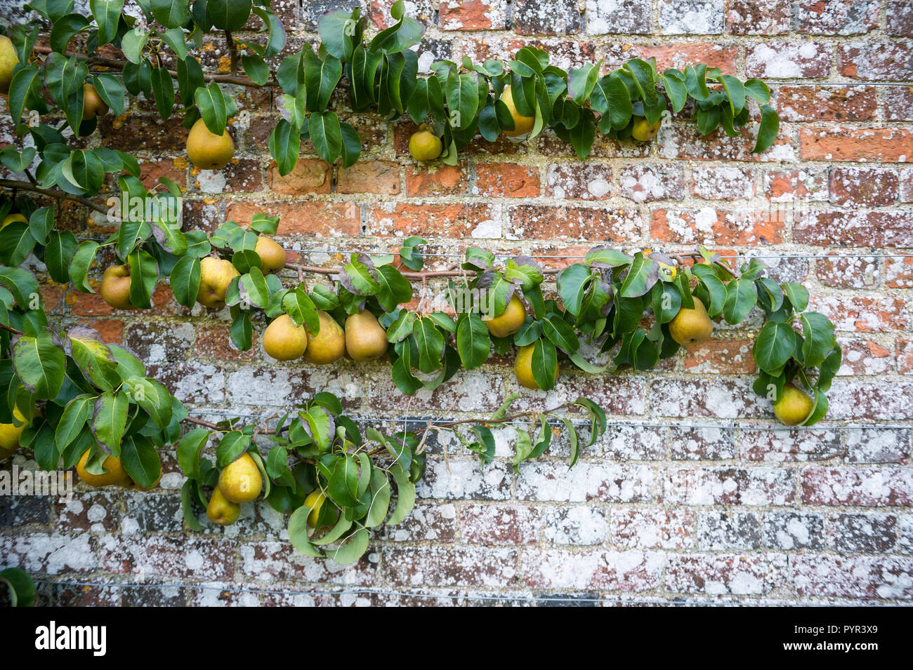 Pears hanging from tree hi-res stock photography and images - Alamy