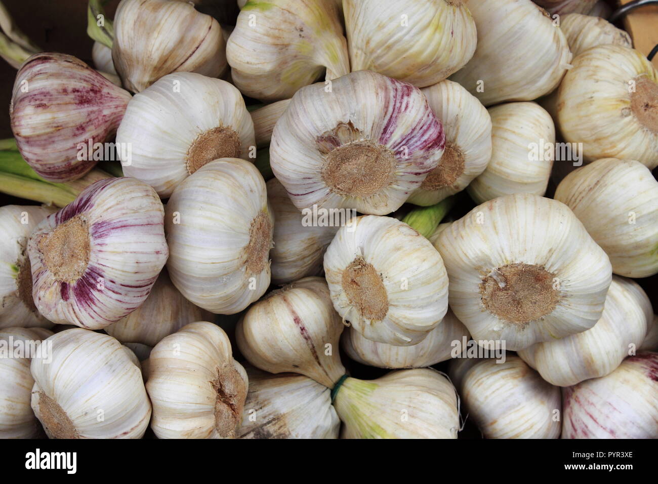 Fresh white garlic stand hi-res stock photography and images - Alamy