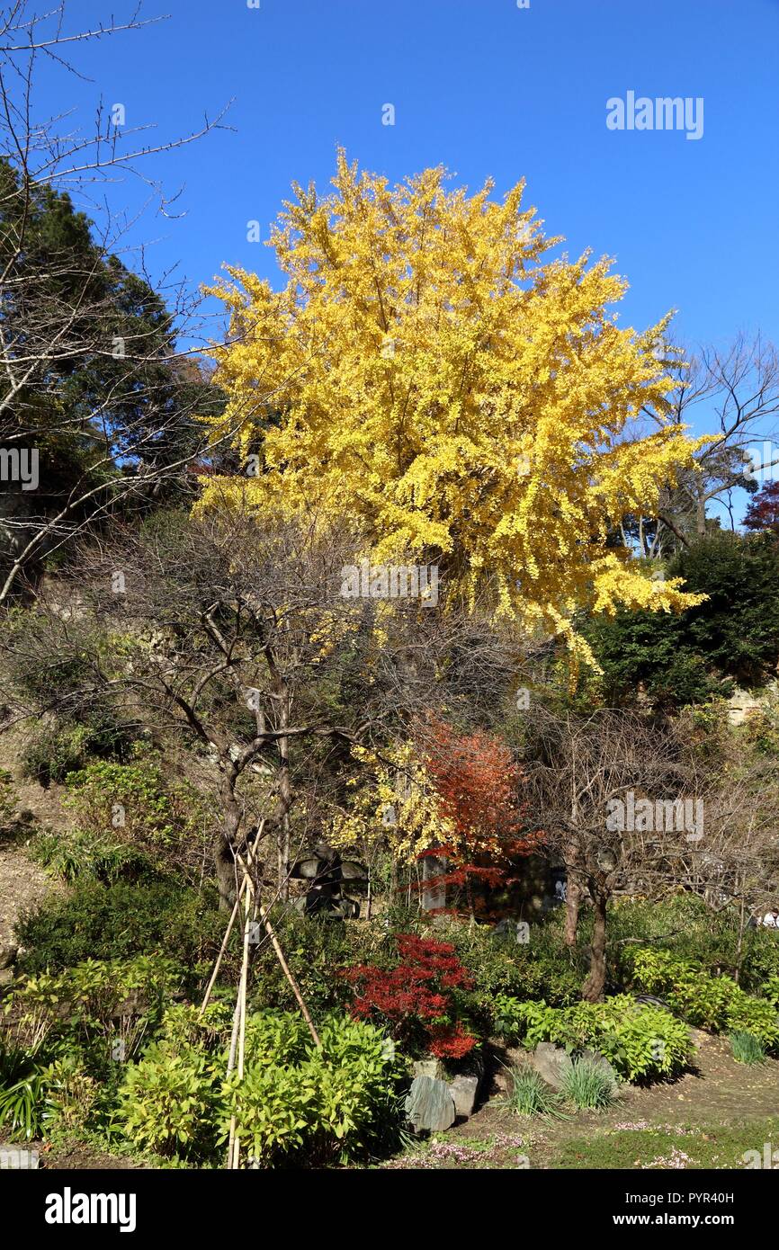Autumn leaves in Japan - yellow ginkgo tree in Kamakura park Stock ...