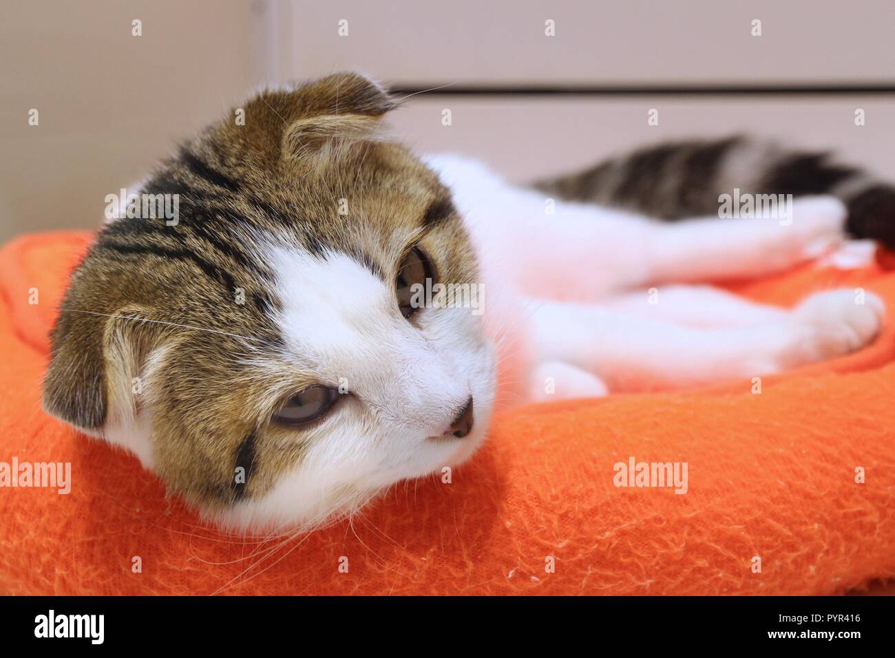 Scottish fold mix hi-res stock photography and images - Alamy