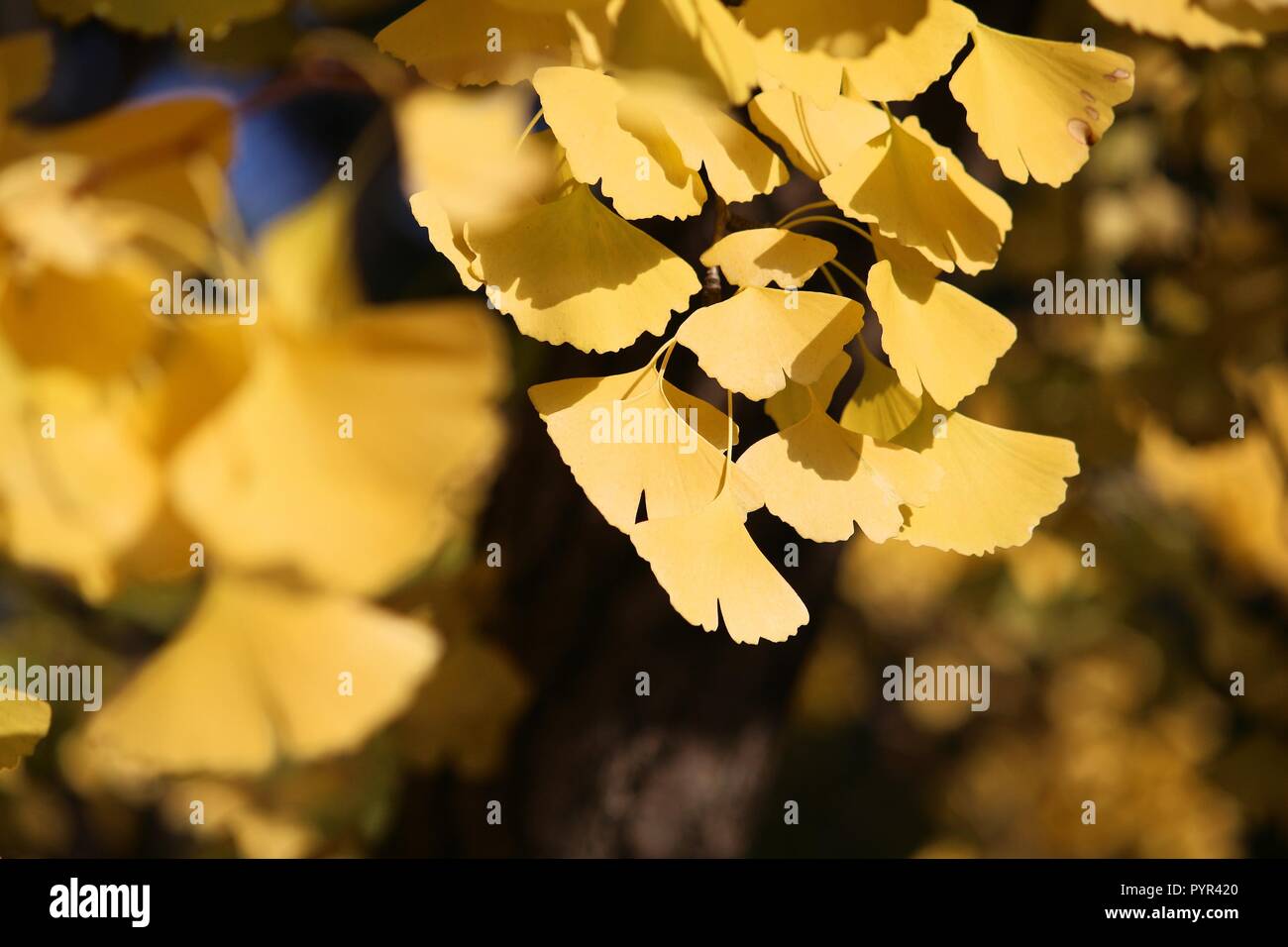 Autumn ginkgo leaves in Japan - ginkgo tree yellow branch in Osaka ...
