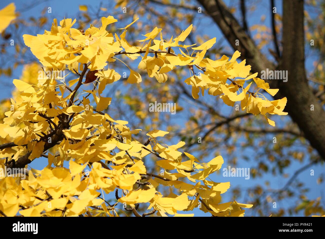 Autumn leaves in Japan - ginkgo tree yellow branch in Osaka Stock Photo ...