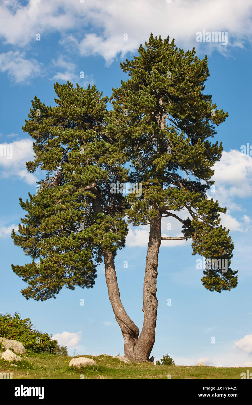 Pine wood tree with two logs. Nature background. Vertical Stock Photo ...