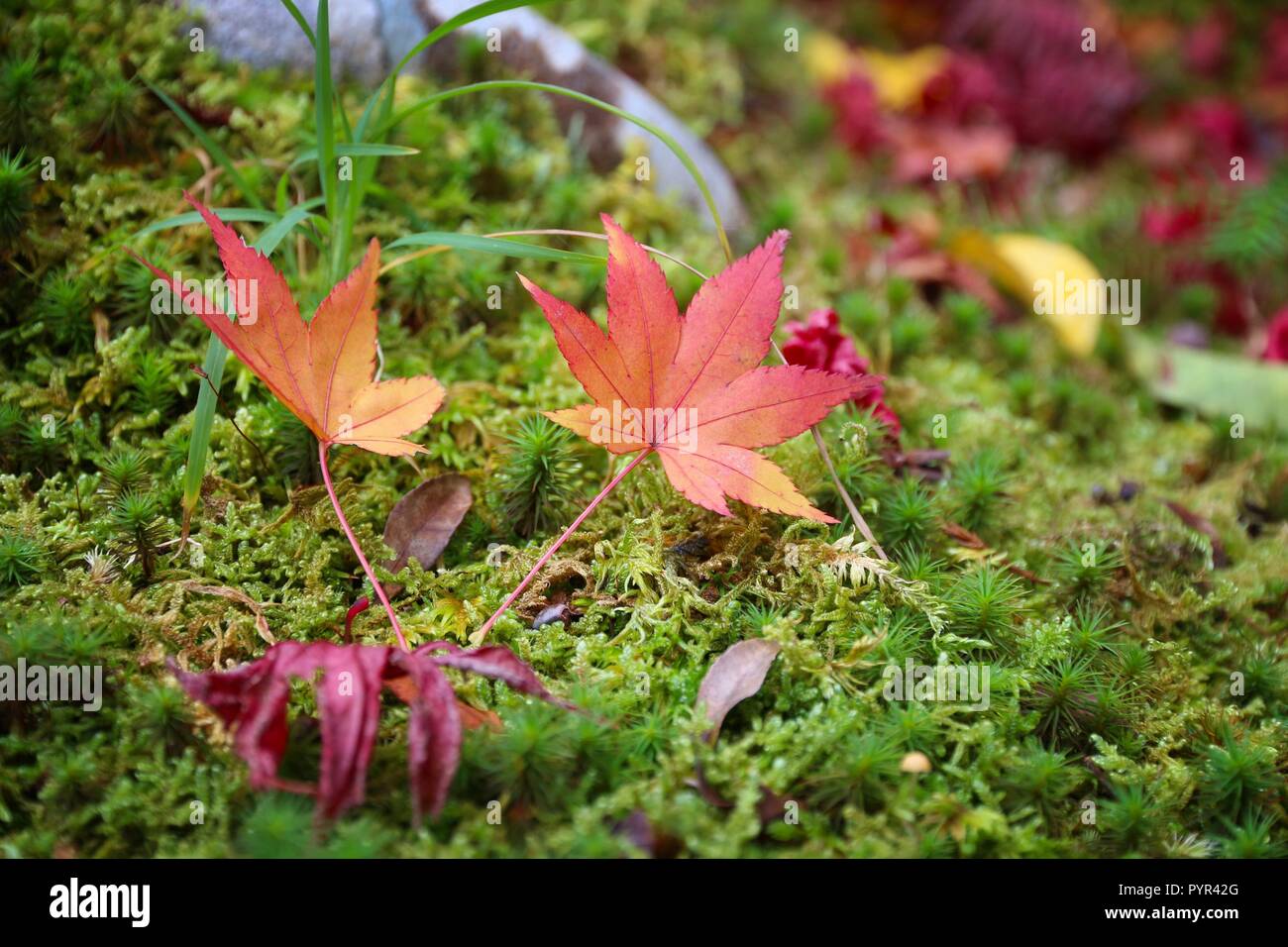 Japan autumn leaves - red maple leaf on moss in Yoshikien Garden, Nara ...