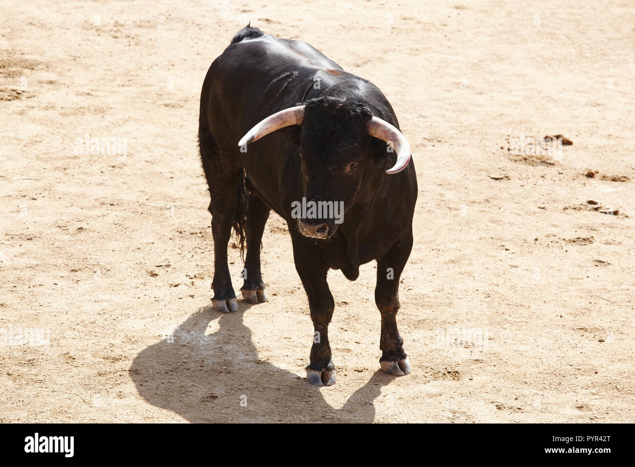 Fighting bull in the arena. Bullring. Toro bravo. Spain. Horizontal ...