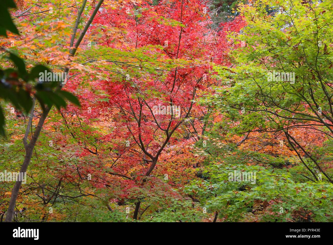 Autumn foliage in Japan - red momiji leaves (maple tree) in Kyoto Stock ...