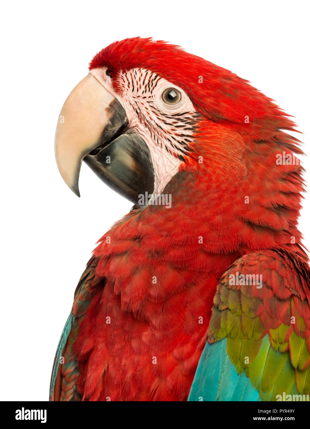 Side view macaw hi-res stock photography and images - Alamy