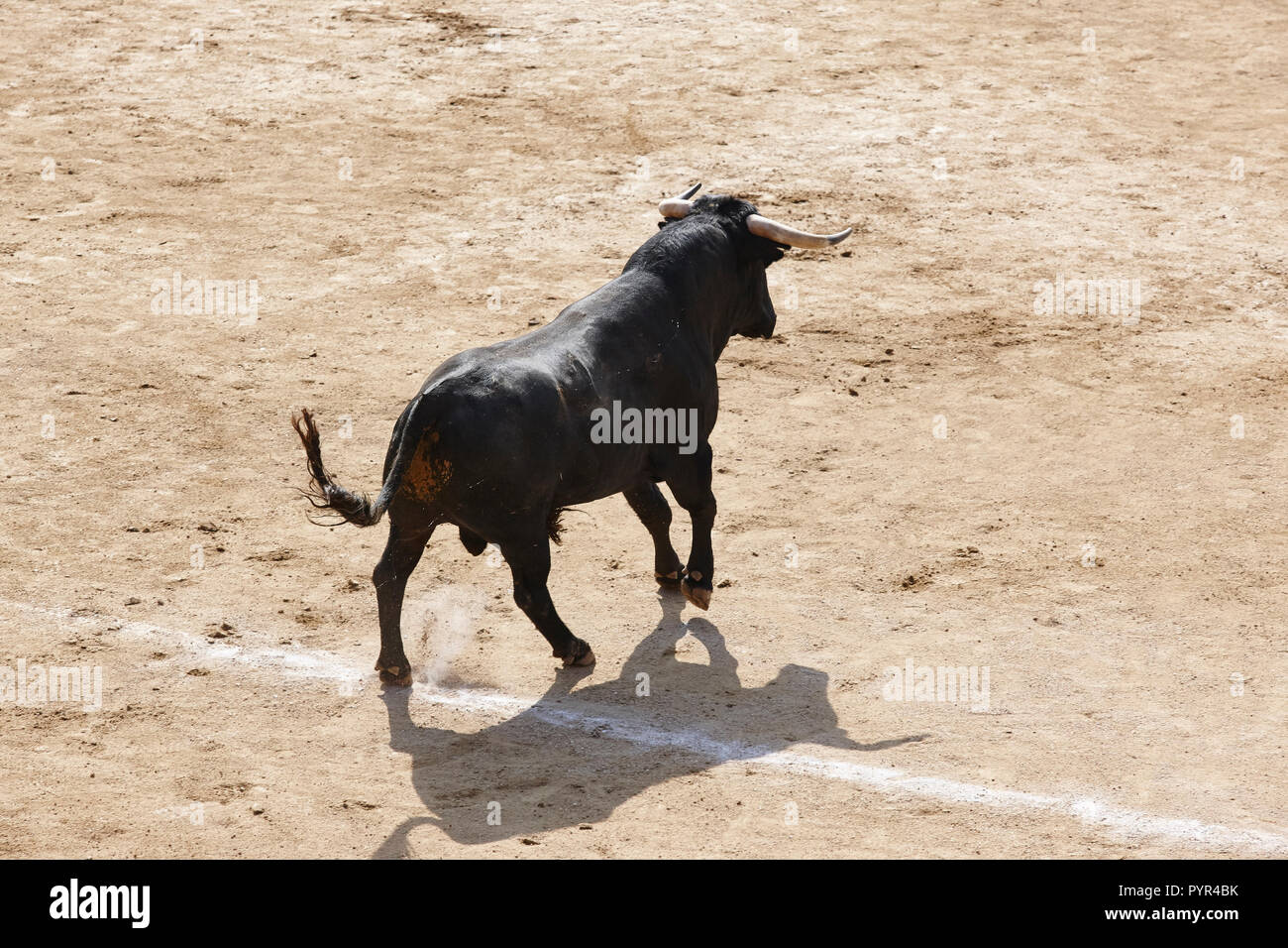 Fighting bull in the arena. Bullring. Toro bravo. Spain. Horizontal ...