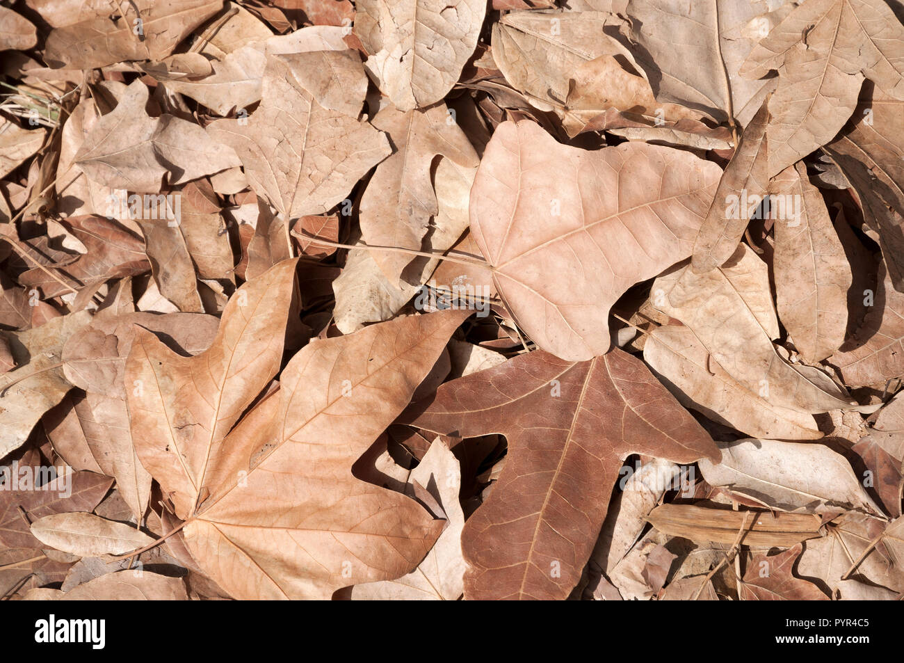 Dried leaves texture Stock Photo - Alamy