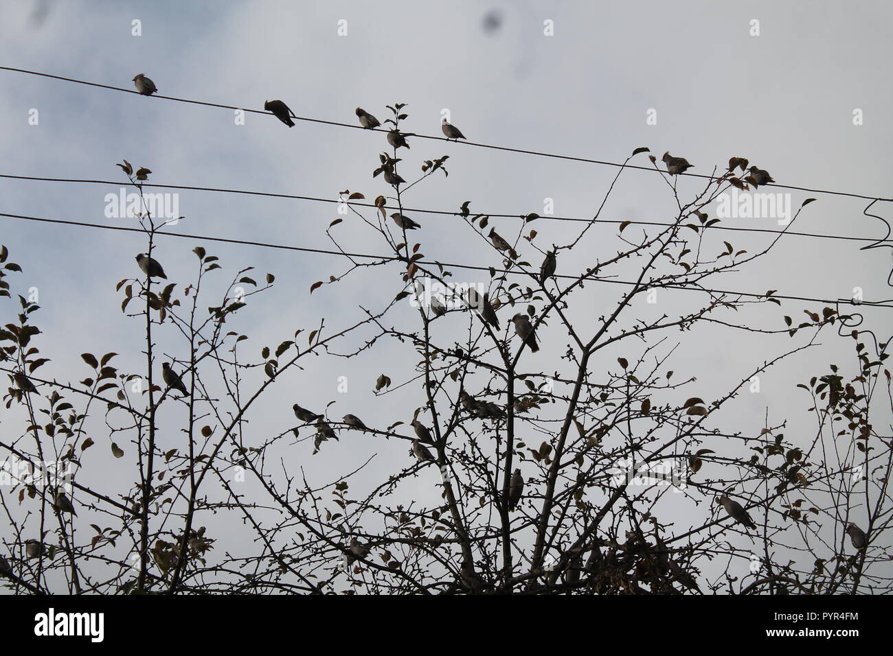 Thrush nestling hi-res stock photography and images - Alamy
