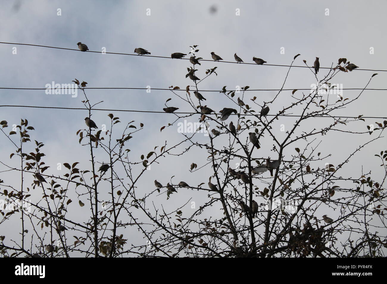wild forest thrush birds rest on tree before migration on the South in ...