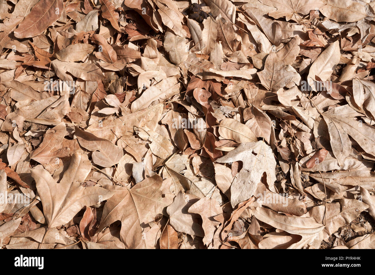 Dried leaves texture Stock Photo - Alamy