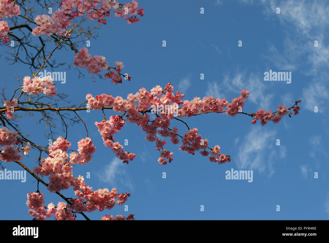 Pink cherry blossoms on the branch on the blue sky background. Spring ...