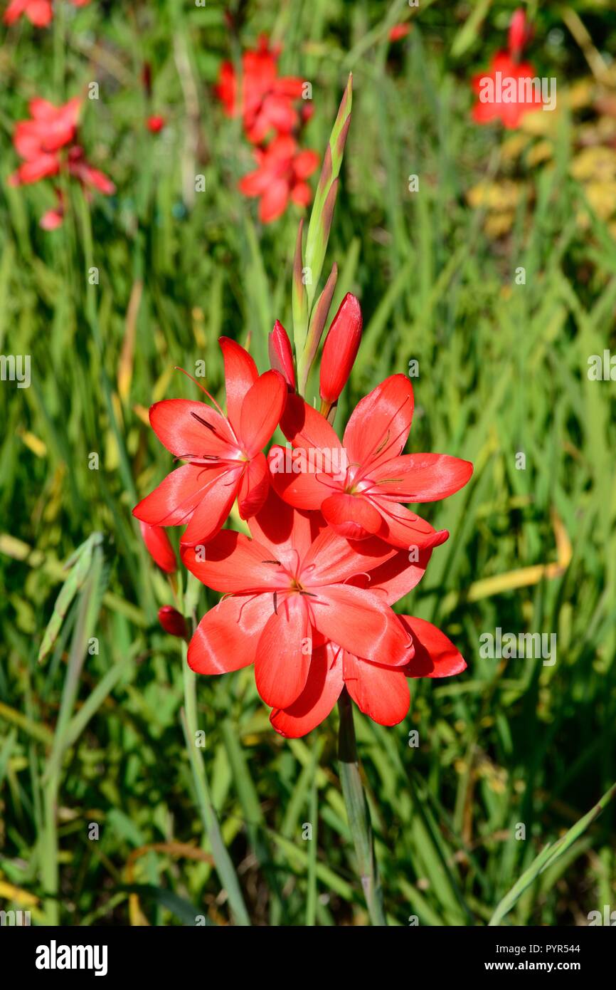 Hesperantha coccinea ‘major hi-res stock photography and images - Alamy