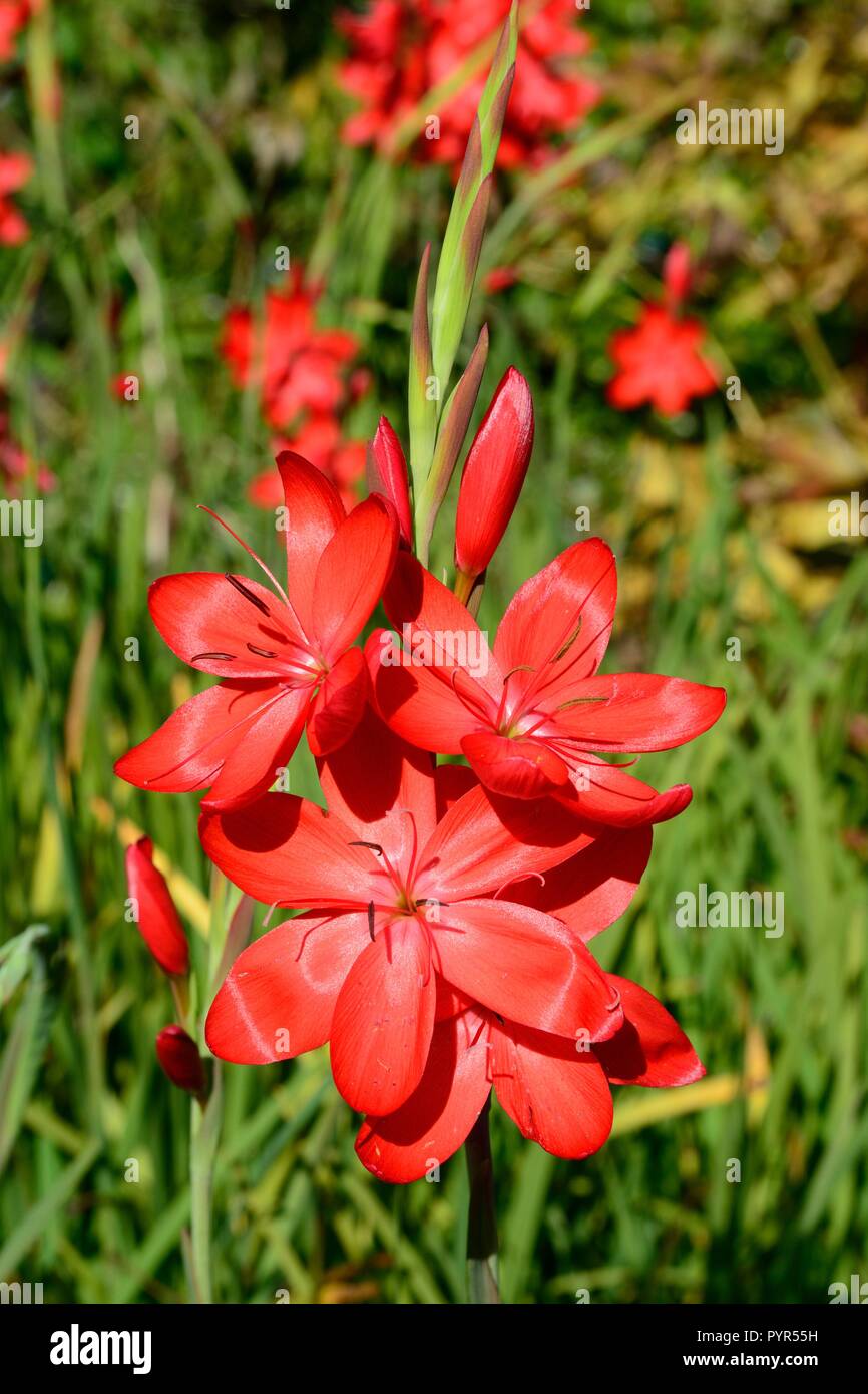 Hesperantha coccinea Major Crimson Flag Lily flower Stock Photo - Alamy