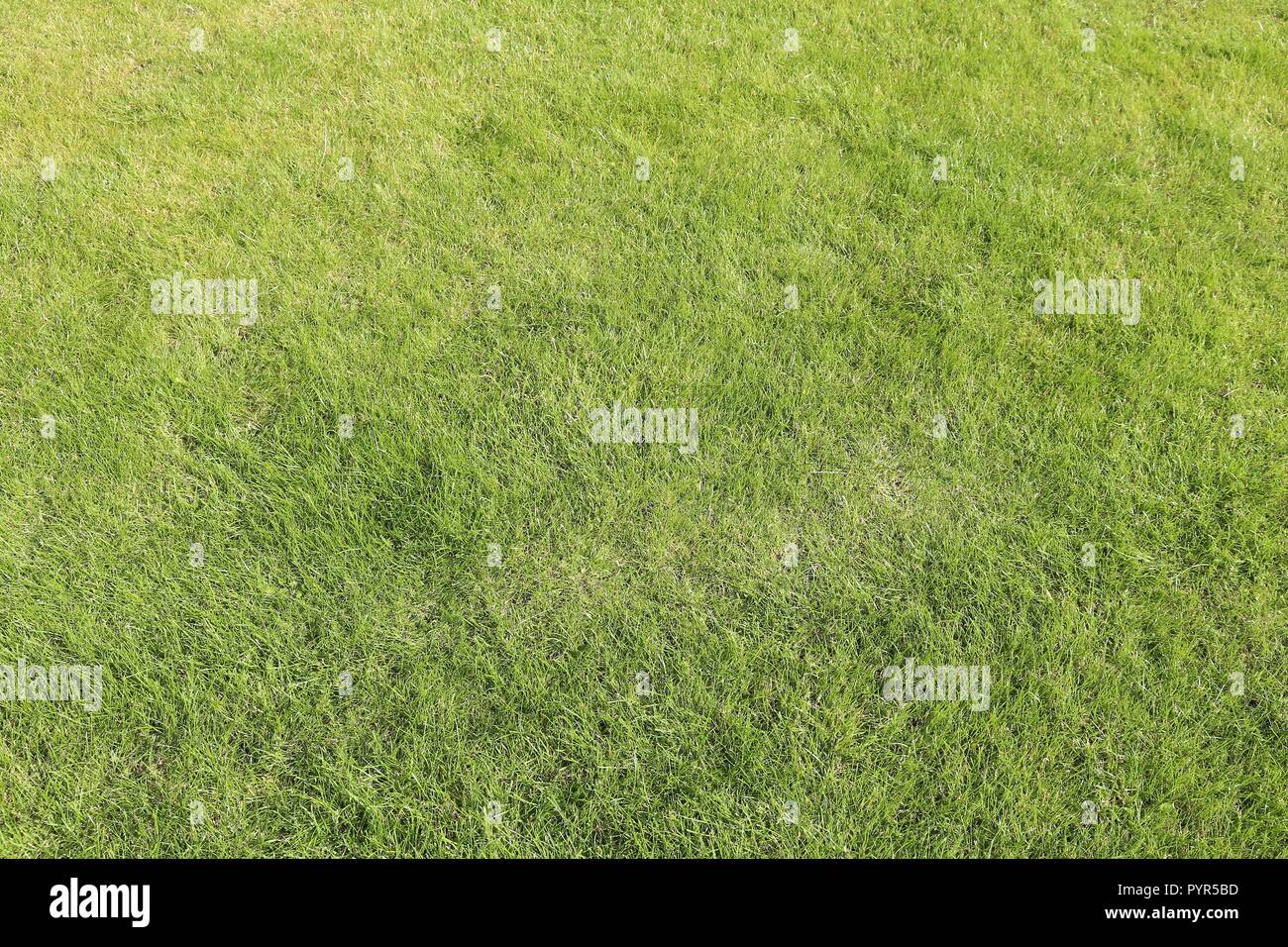 Green grass background - nice lawn backdrop texture Stock Photo - Alamy