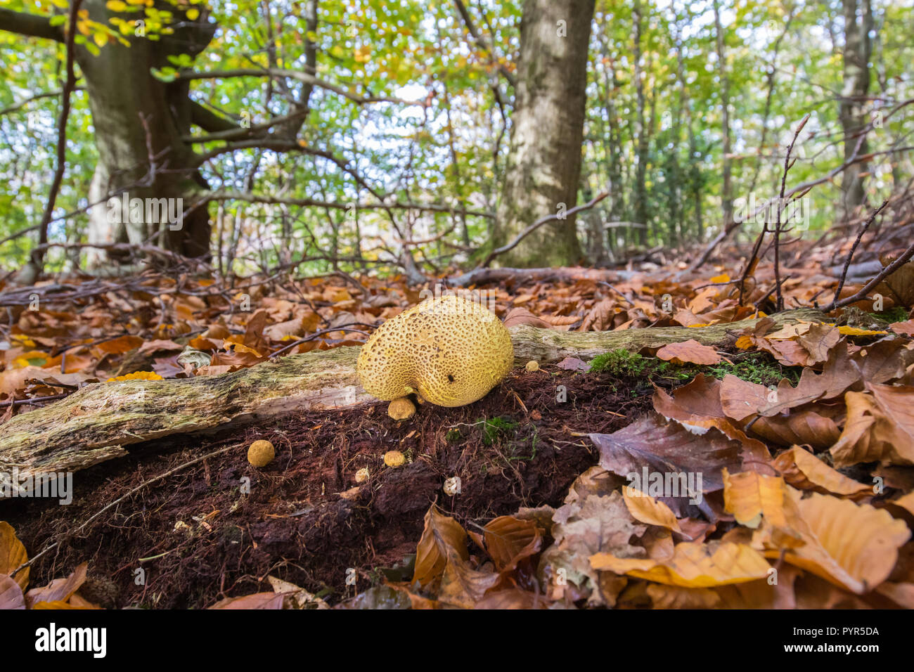 Common Earthball, Scleroderma citrinum Stock Photo - Alamy