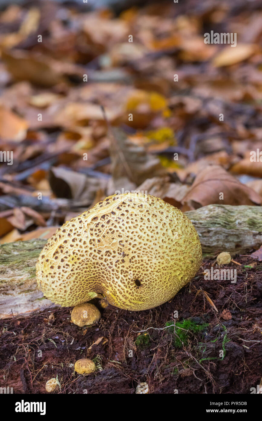 Common Earthball, Scleroderma citrinum Stock Photo - Alamy